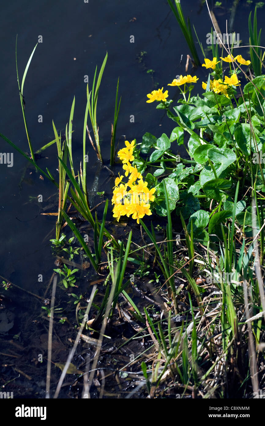 Marsh Marigolds by the shore of the lake at Poynton Park Poynton ...
