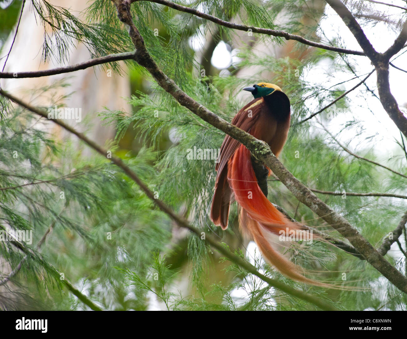 Raggiana Bird of Paradise Paradisaea raggiana male at lek in Varirata ...