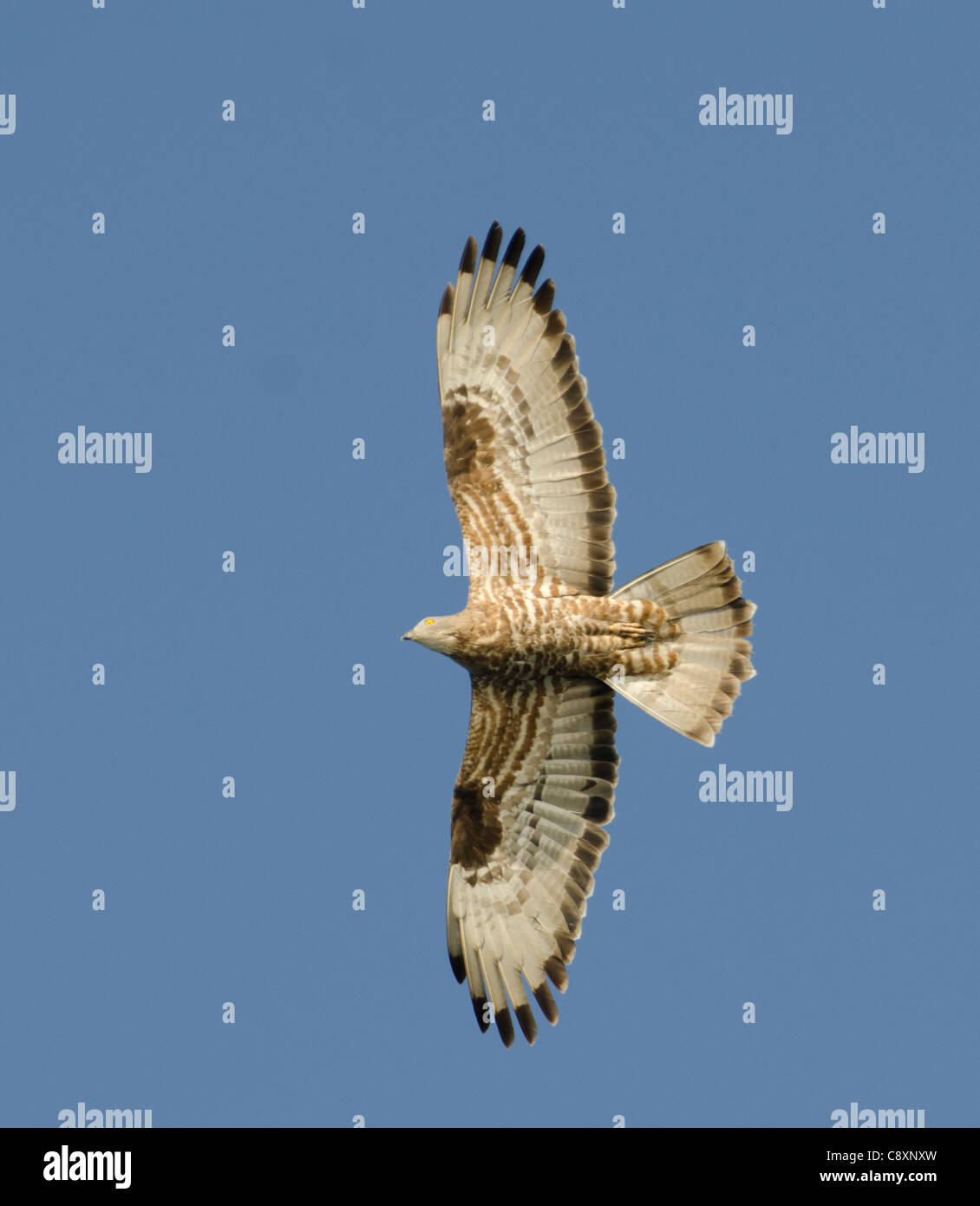 Honey buzzard hi-res stock photography and images - Alamy