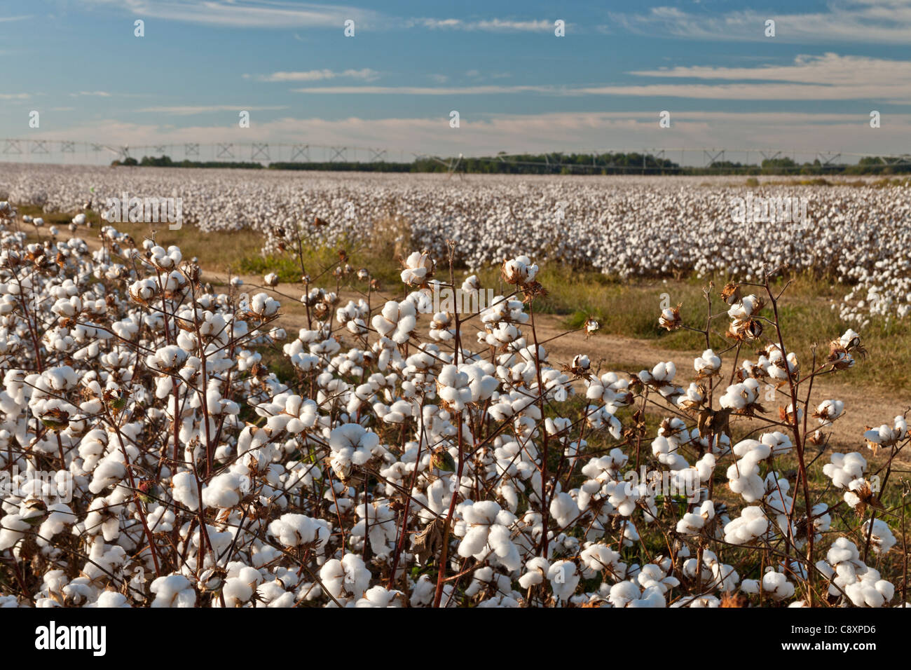 Bt cotton hi-res stock photography and images - Alamy