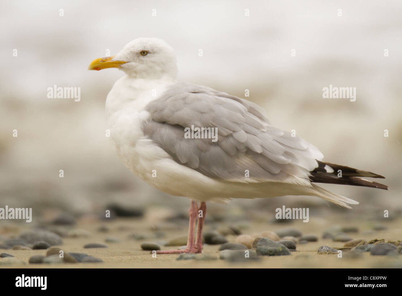 Larus smithsonianus hi-res stock photography and images - Alamy