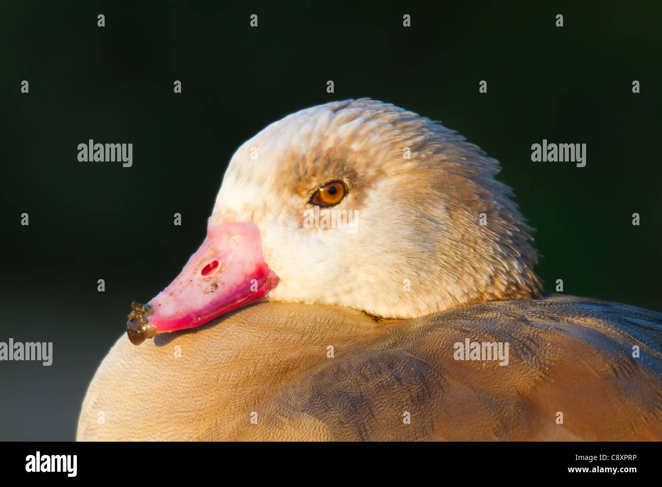 Close-up of the head of an Egyptian Goose (Alpochen aegypticus Stock ...
