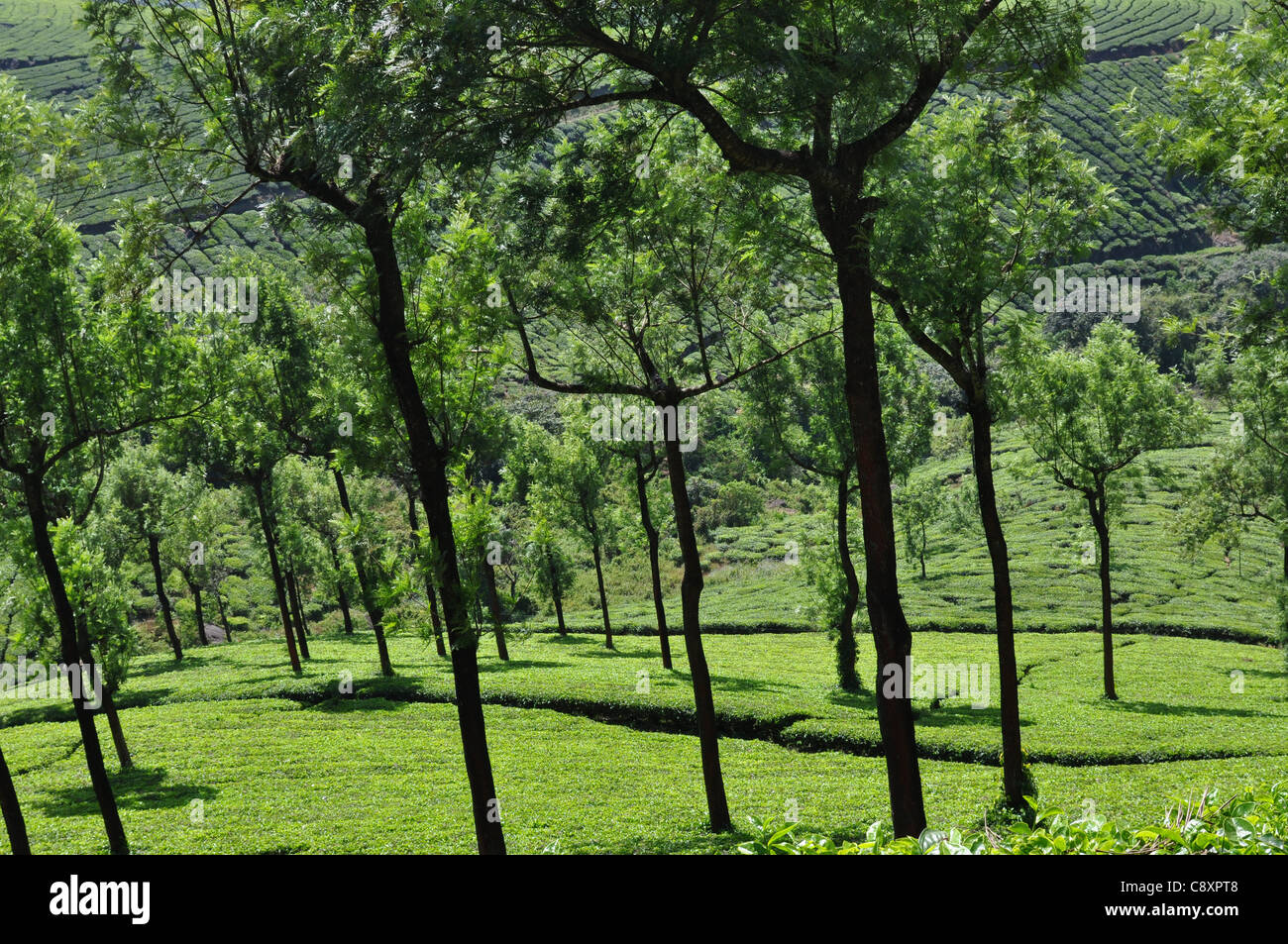 Shade trees in rows on a tea estate clearly throwing up the slope Stock ...