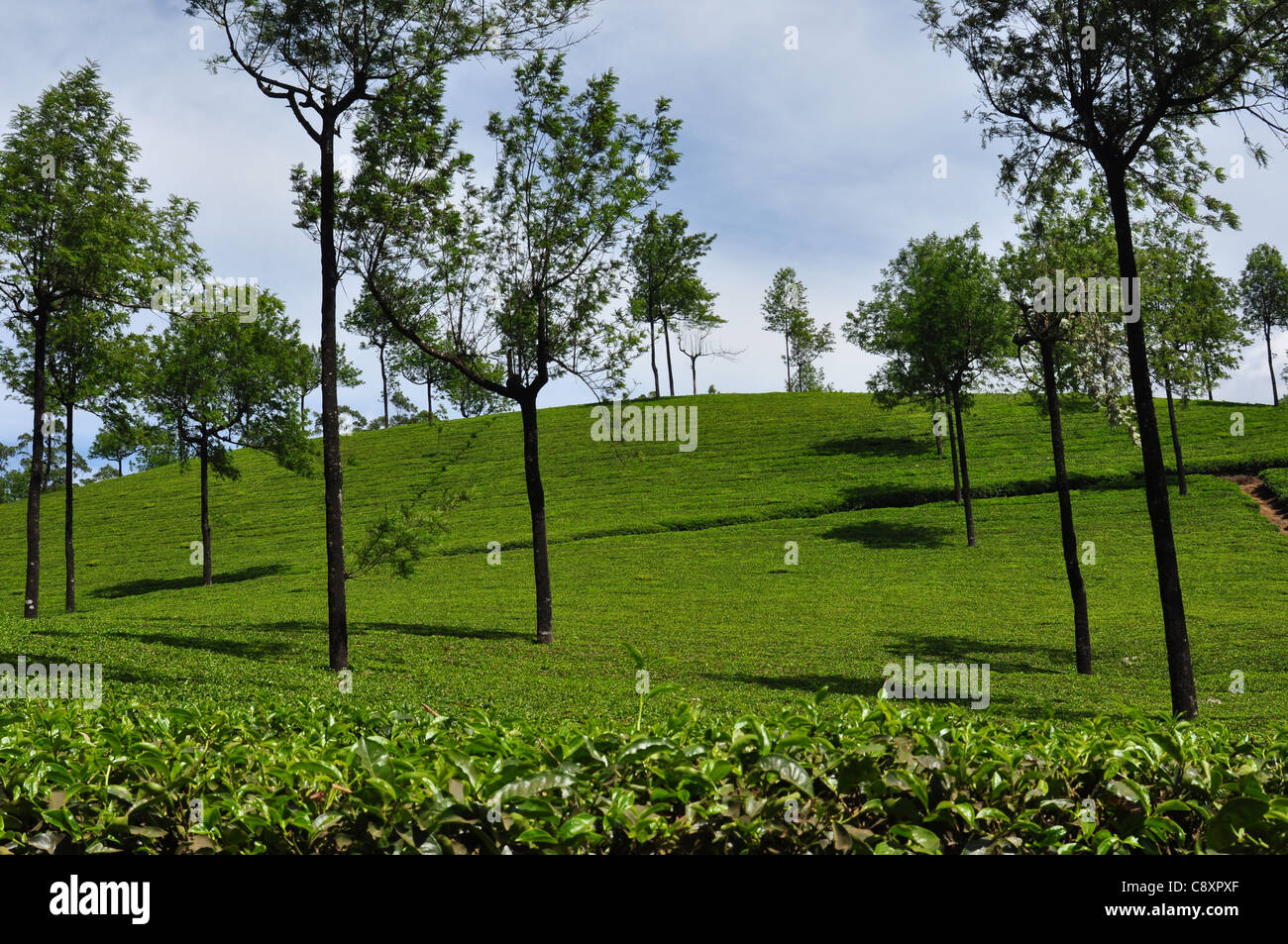 A tea estate with shade trees Stock Photo - Alamy