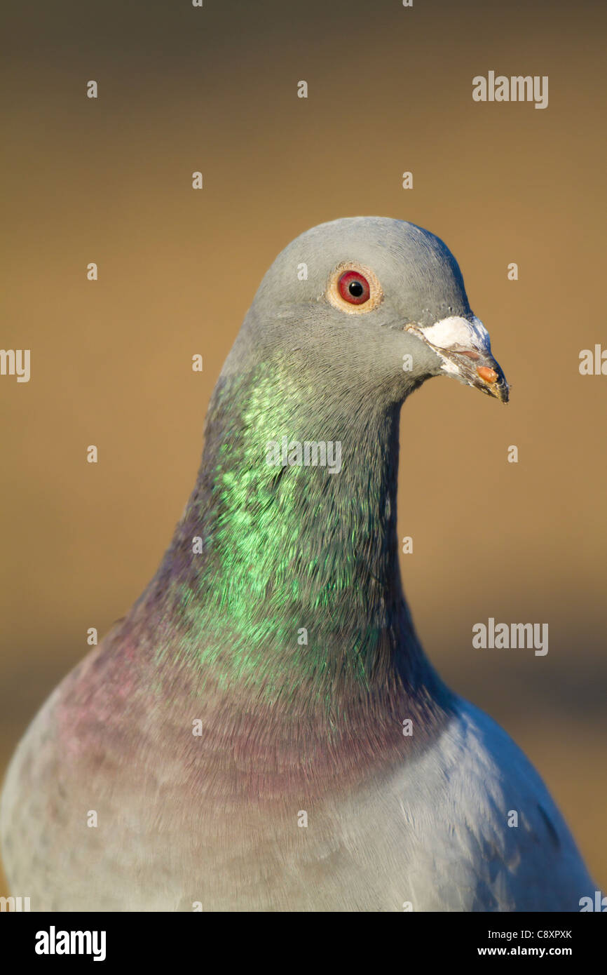 close-up of the head of a feral Rock Dove (Columba livia Stock Photo ...