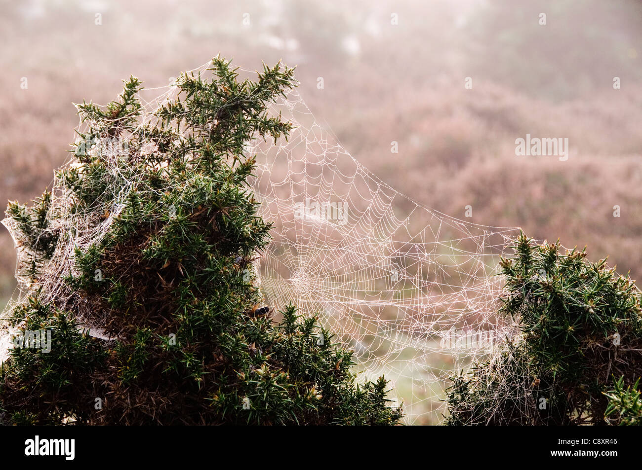 Dew covered cobwebs hi-res stock photography and images - Alamy