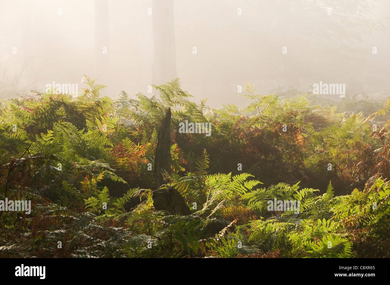 Denny wood hampshire hi-res stock photography and images - Alamy
