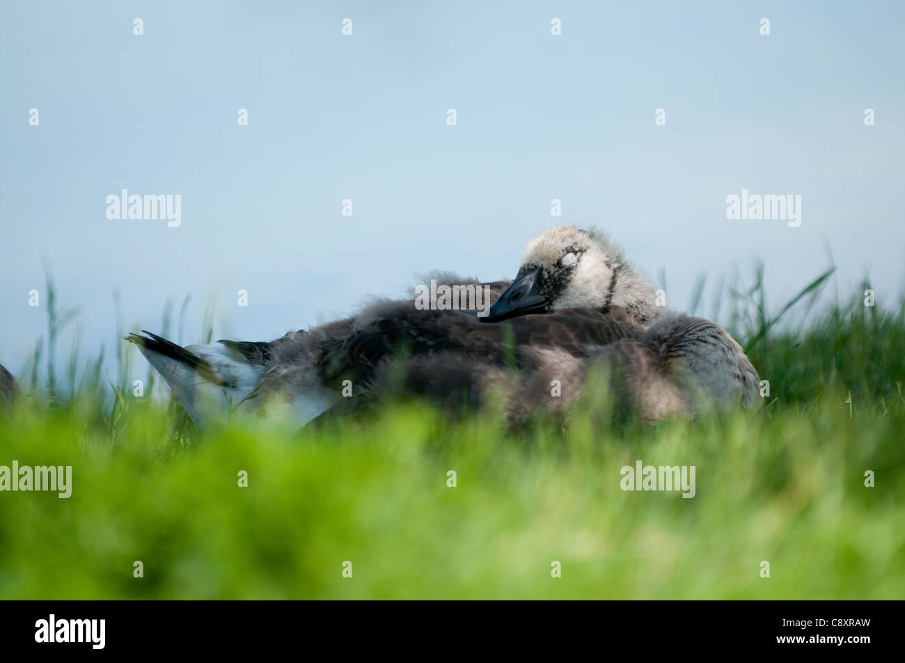 Baby goose bird hi-res stock photography and images - Alamy