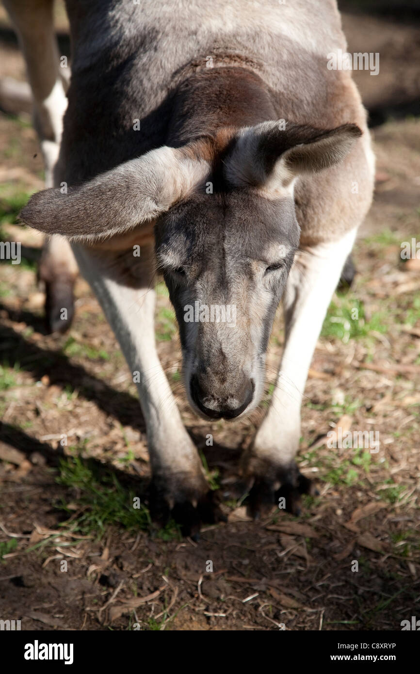 Kangaroo reserve australia hi-res stock photography and images - Alamy
