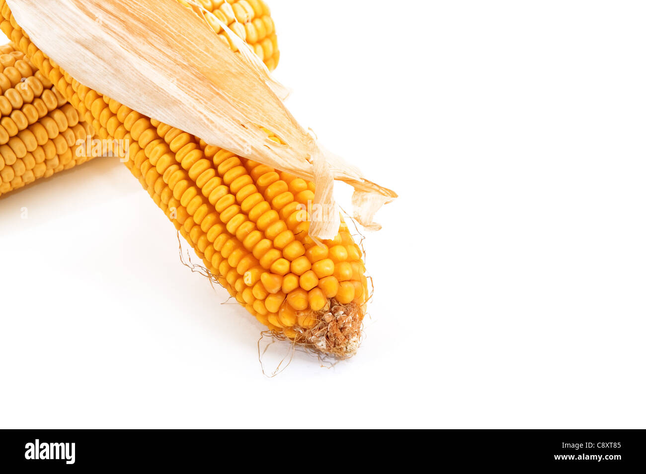 Beautiful yellow ear of corn over a white background Stock Photo - Alamy