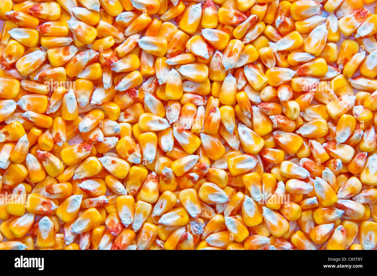 Corn kernels texture, nice agriculture background image Stock Photo - Alamy