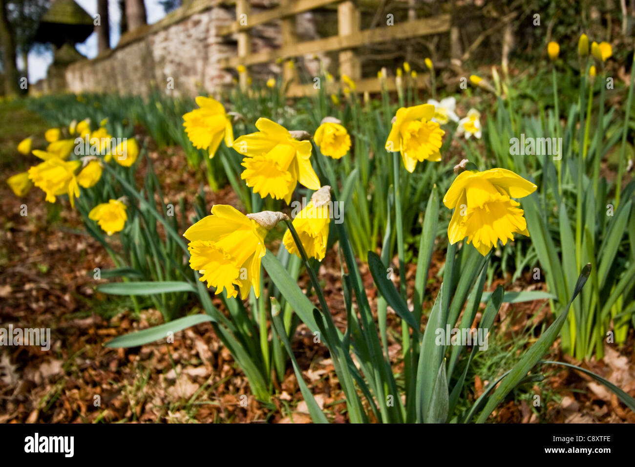 Roadside daffodils hi-res stock photography and images - Alamy