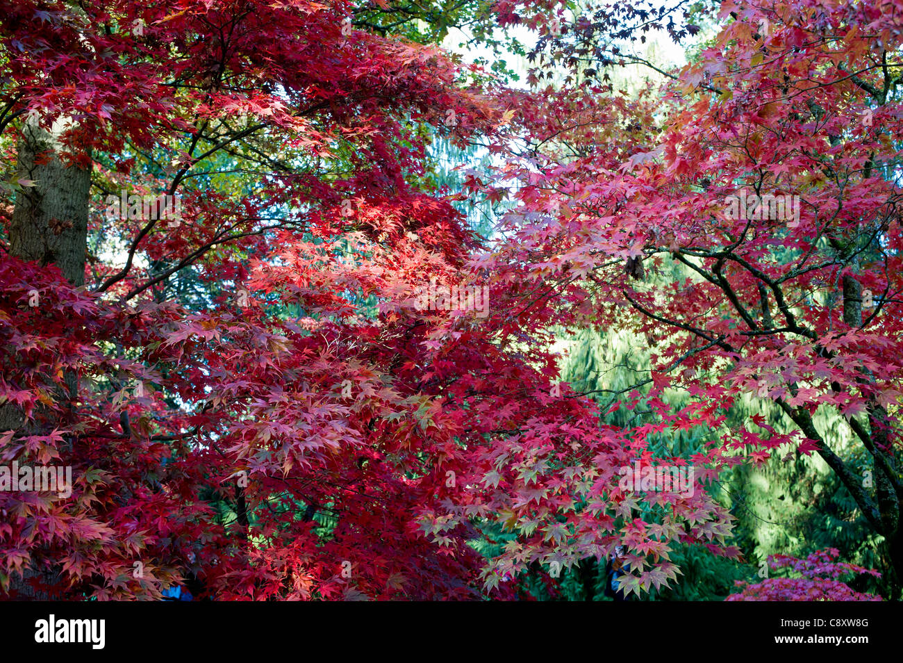 Autumn fall colours Stock Photo - Alamy