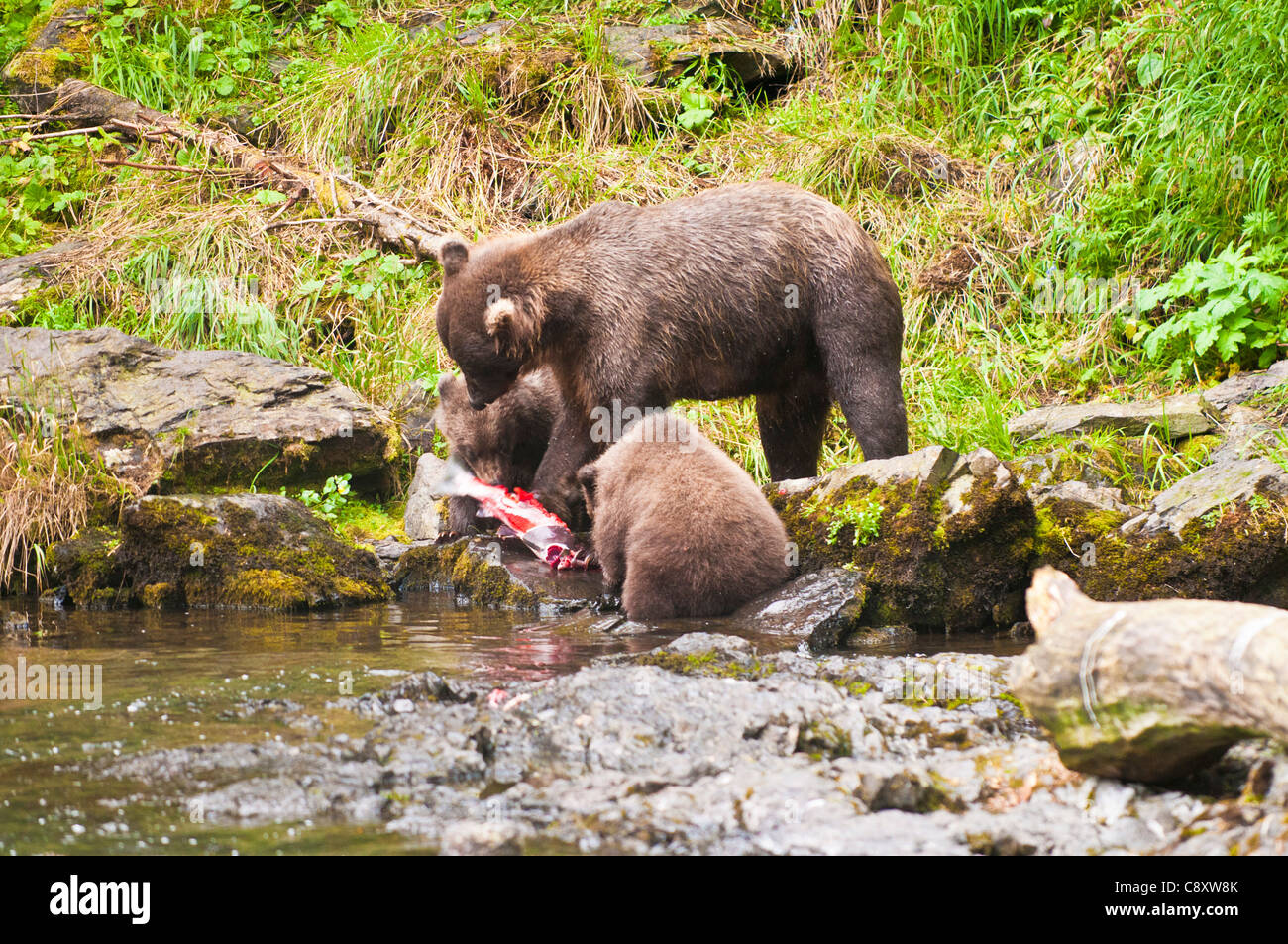 Grizzly bear eating a fish hi-res stock photography and images - Alamy