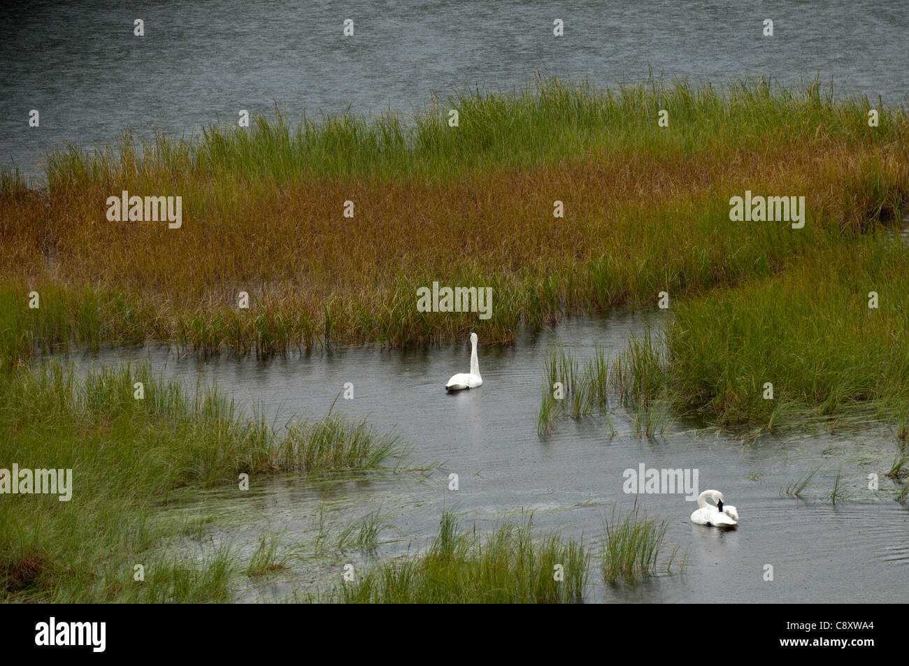 Alaska swans hi-res stock photography and images - Alamy