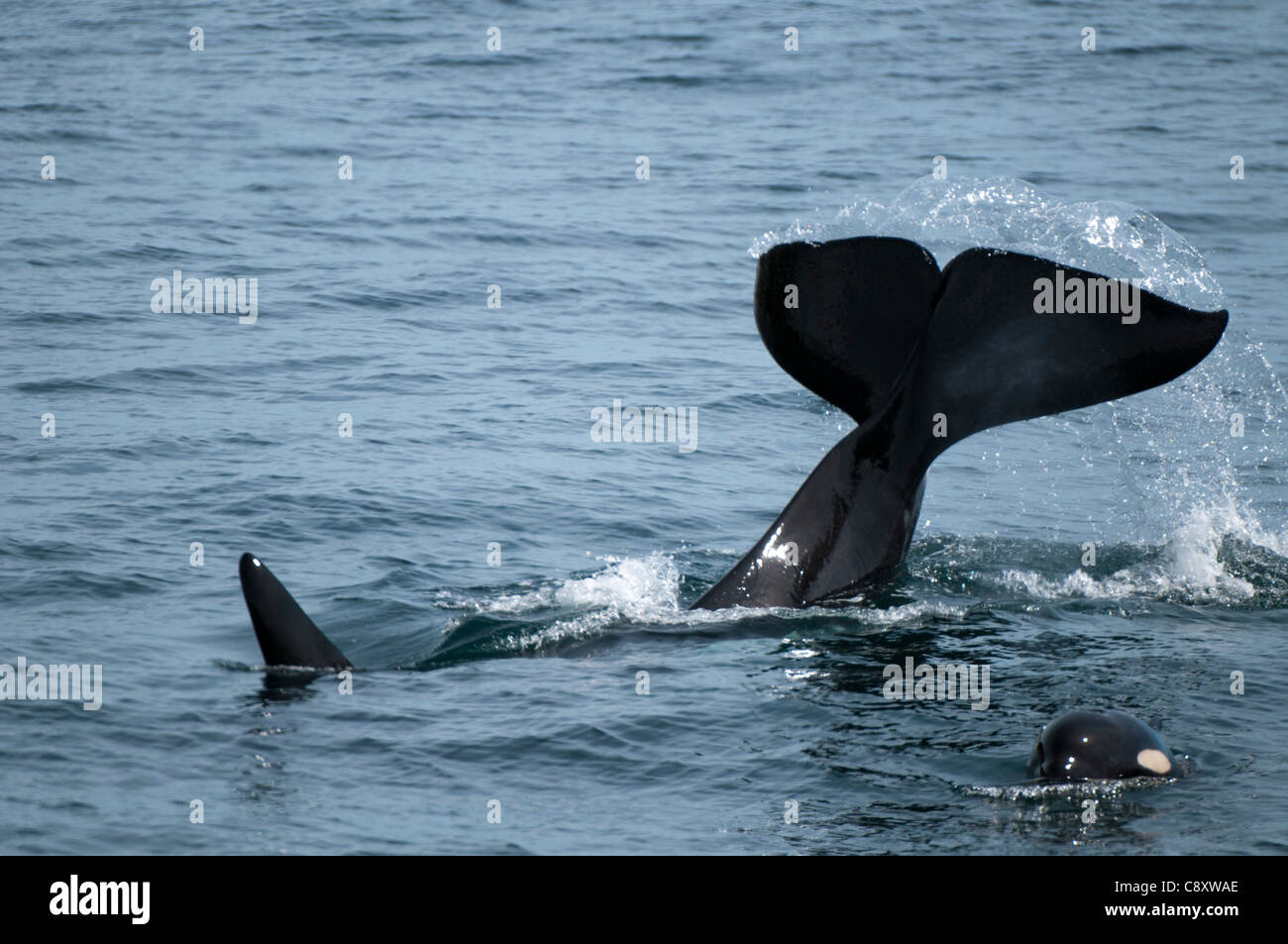 Orcas alaska hi-res stock photography and images - Alamy