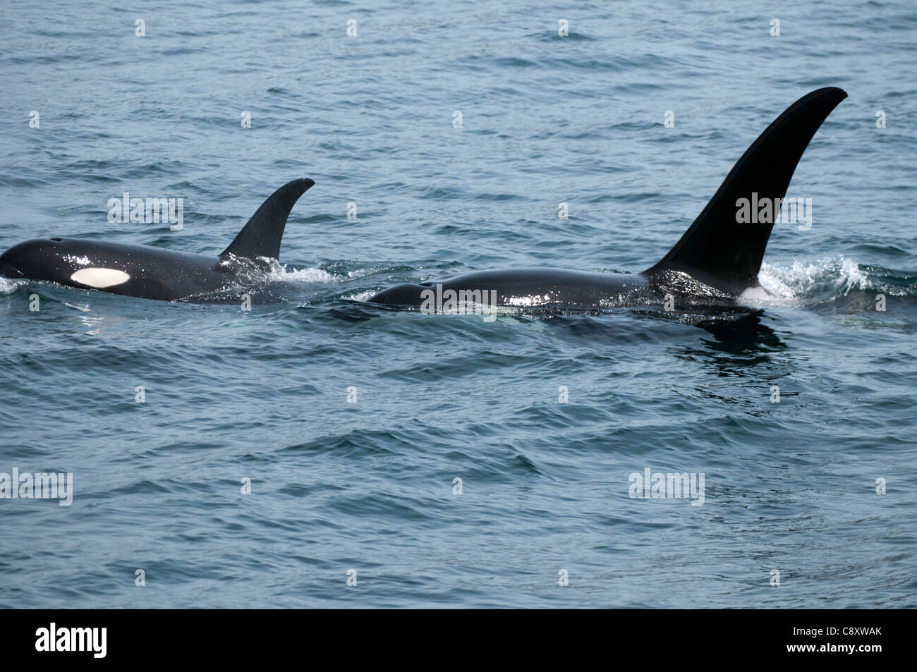 Killer Whales (Orcinus orca), Kenai Fjords National Park, Seward ...