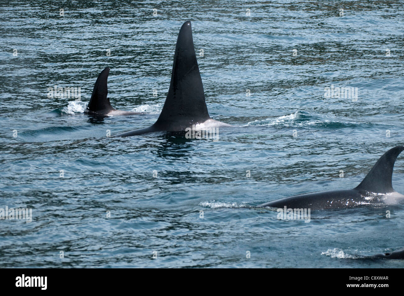 Killer Whales (Orcinus orca), Kenai Fjords National Park, Seward ...