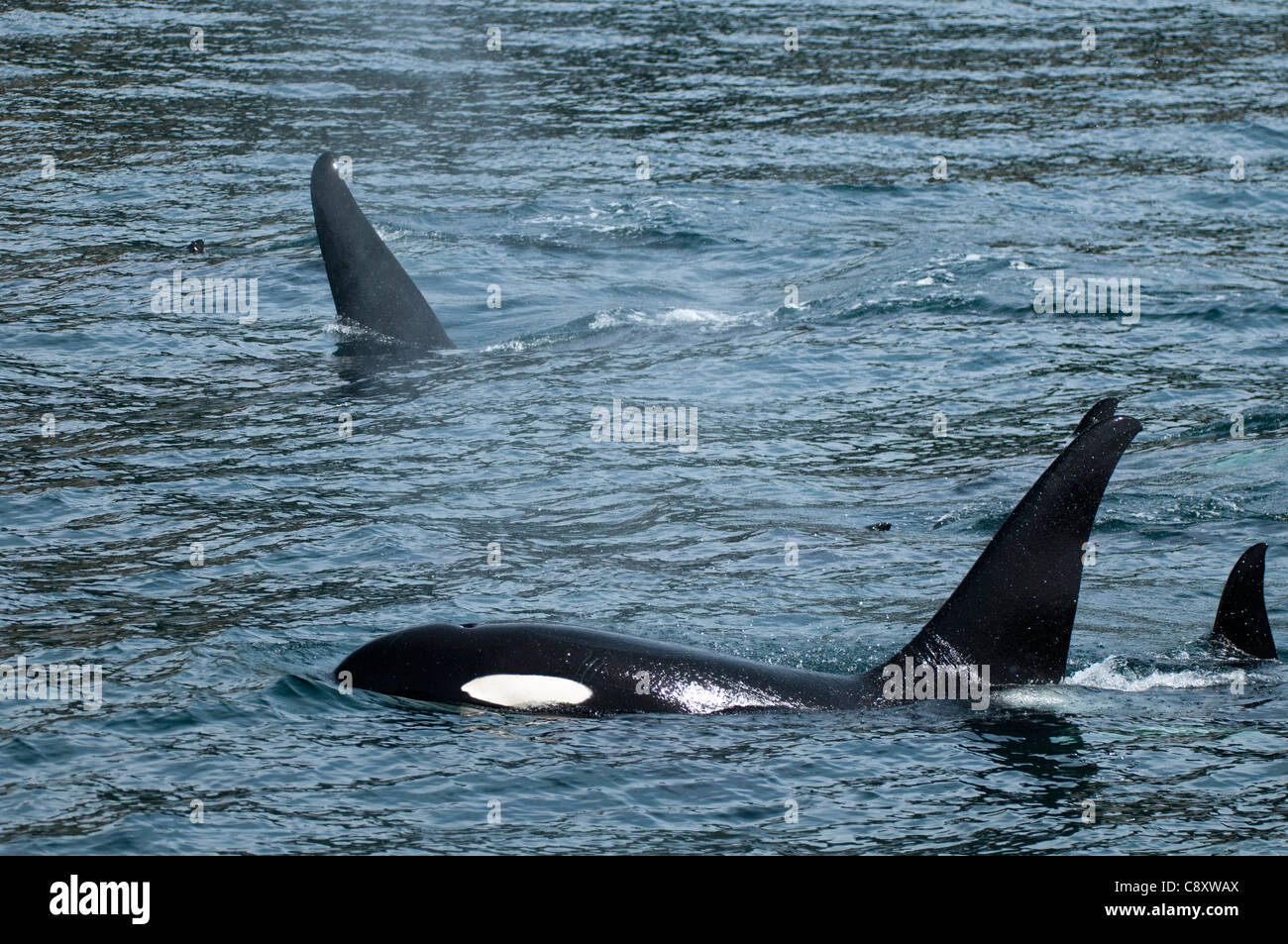 Orcas alaska hi-res stock photography and images - Alamy