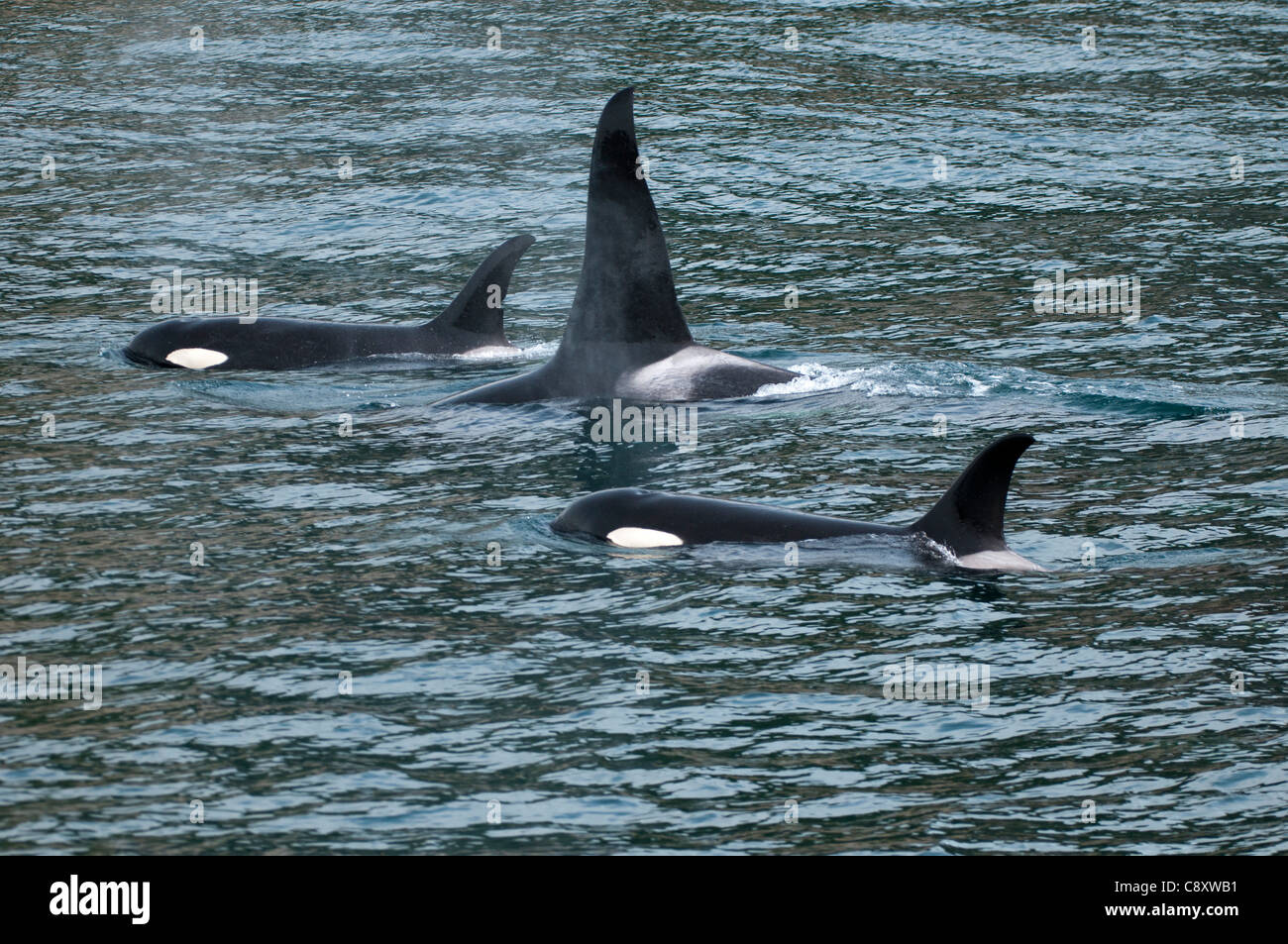 Killer whales hi-res stock photography and images - Alamy