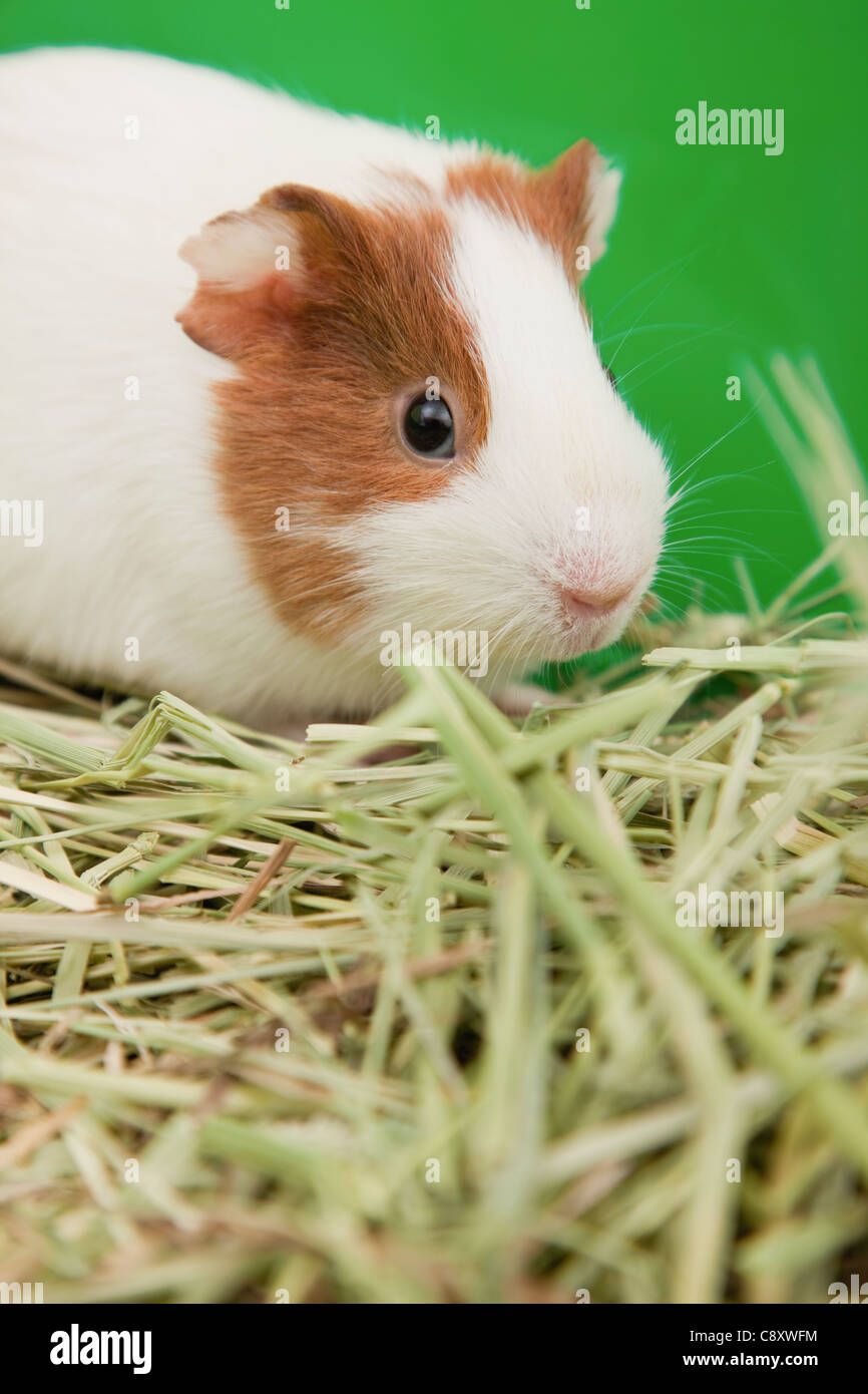 Close-up of guinea pig with hay, studio shot Stock Photo - Alamy
