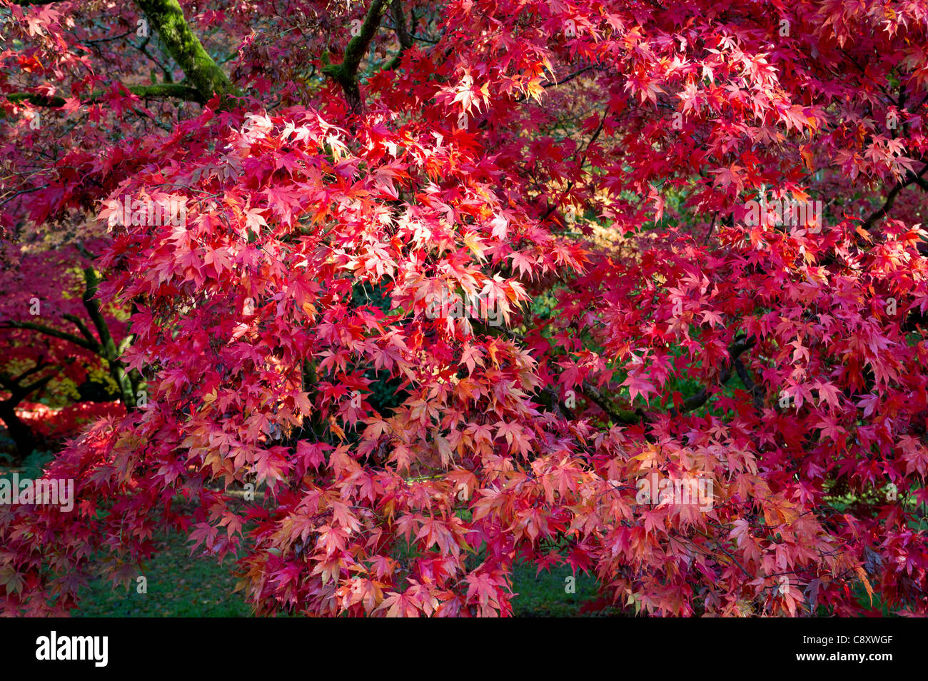 Garden autumn leave maple hi-res stock photography and images - Alamy