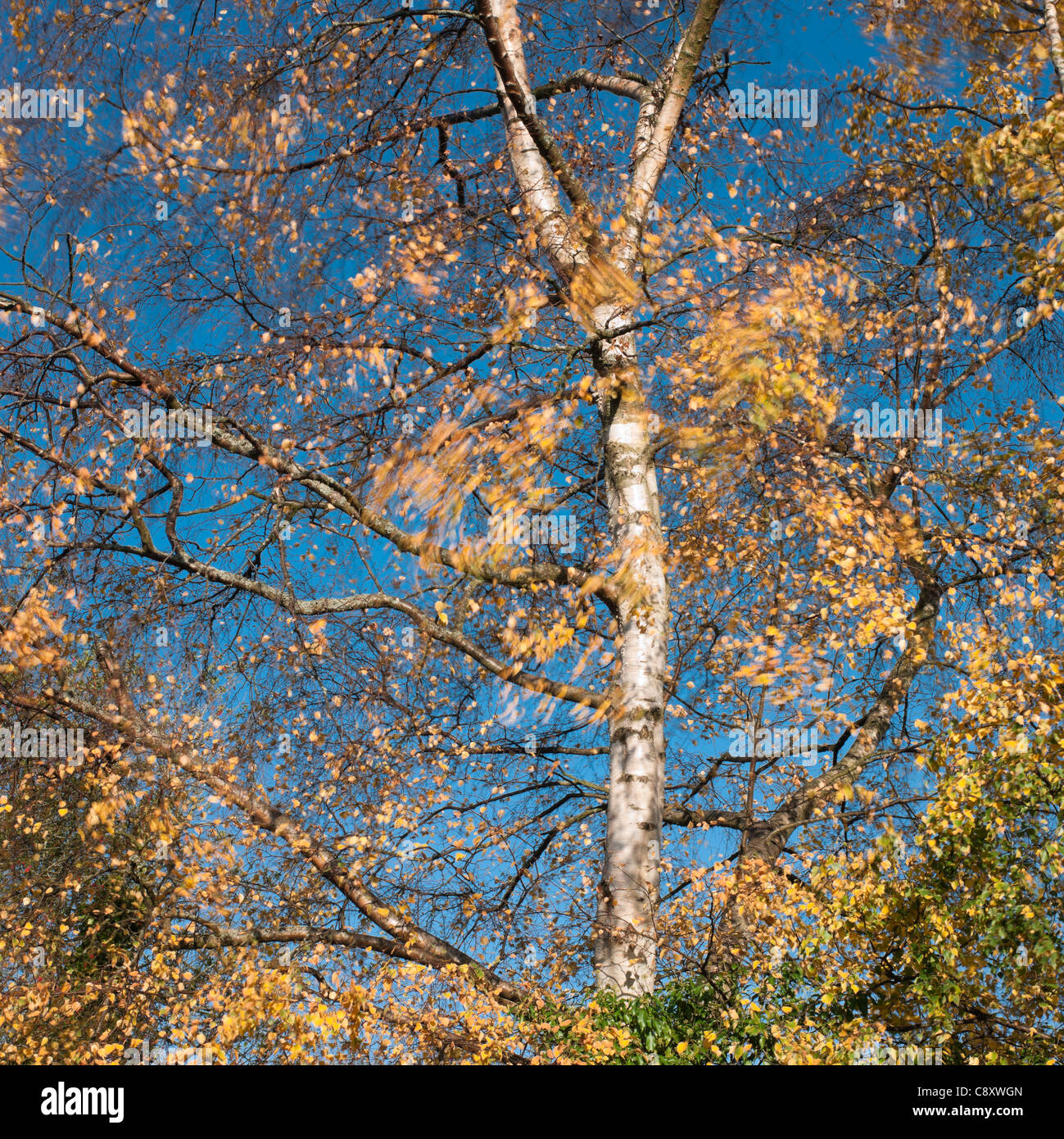 Autumn in Scotland - silver birch tree. Wind whips the leaves in ...