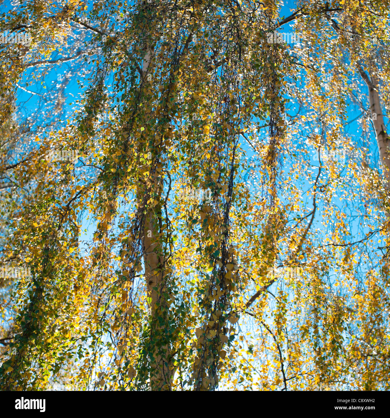 Birch tree and fall color hi-res stock photography and images - Alamy