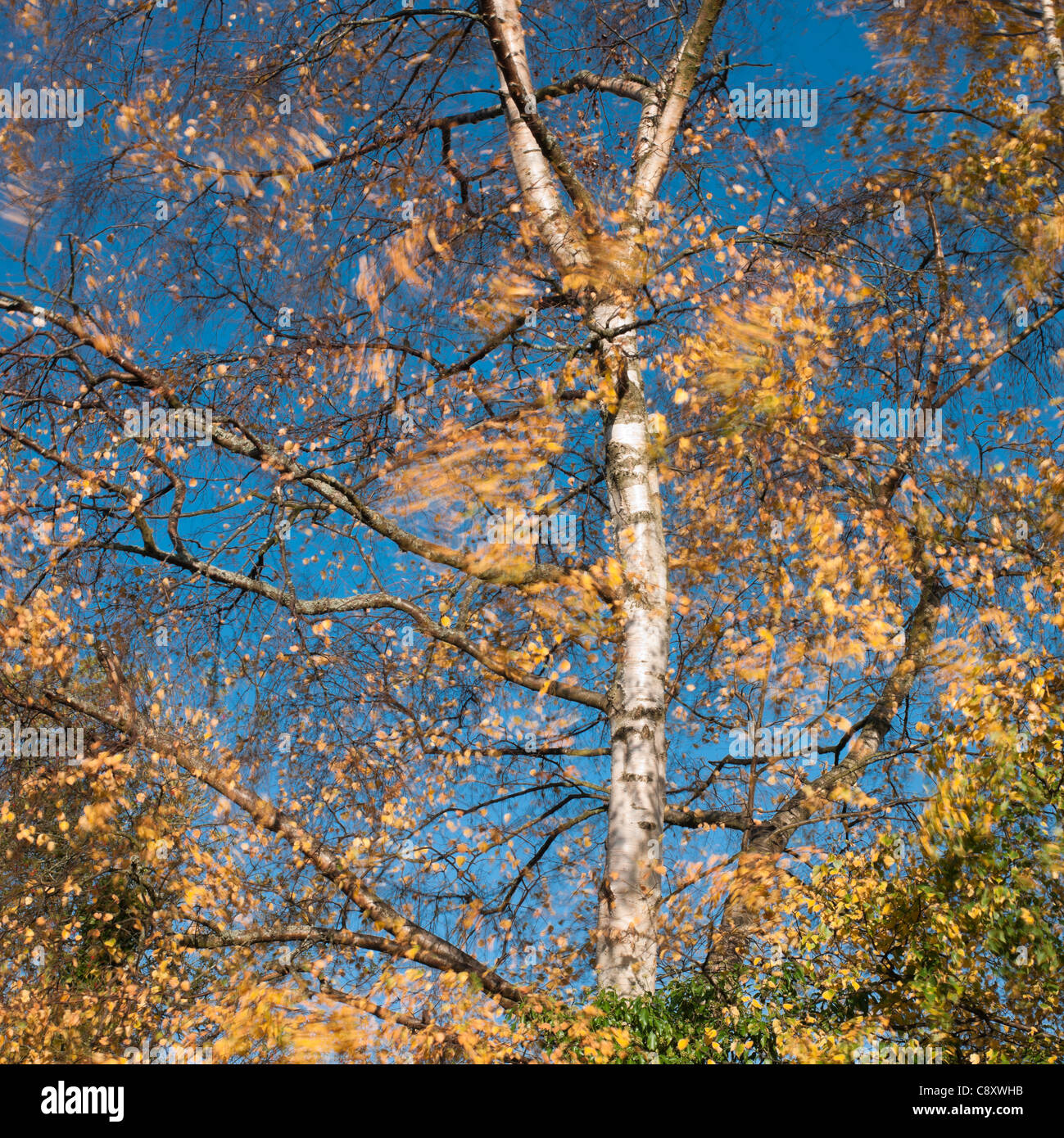 Autumn in Scotland - silver birch tree. Wind whips the leaves in ...