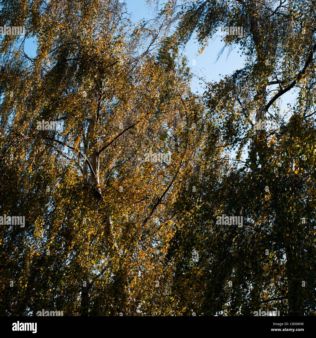 Birch tree and fall color hi-res stock photography and images - Alamy