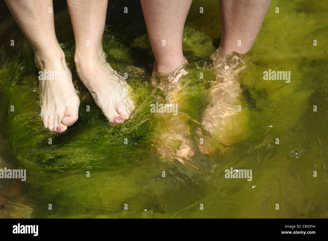 Human foot in the seaweed sea Stock Photo - Alamy