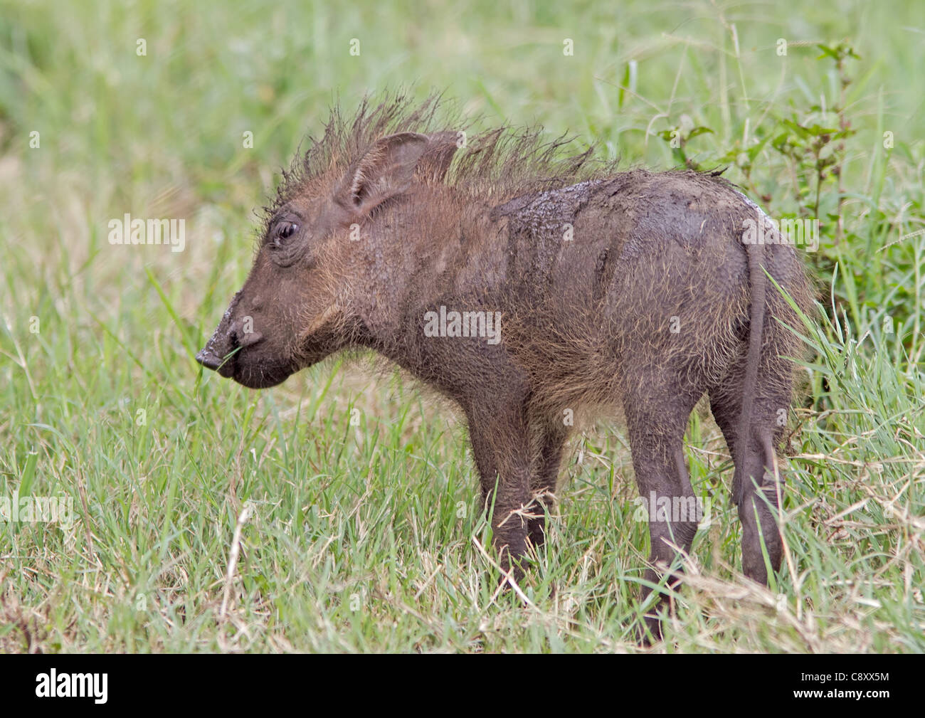 Baby Warthog, Phacochoerus aethiopicus, Kwa-Zulu Natal, South Africa ...