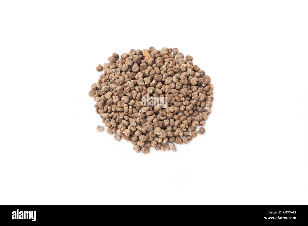 Abelmoschus moschatus. Muskdana seeds on white background Stock Photo ...