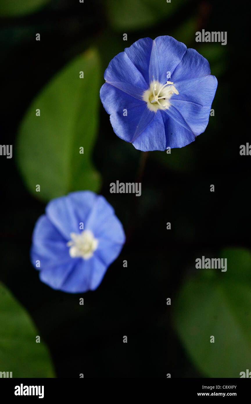 Blue morning glory flowers Stock Photo - Alamy