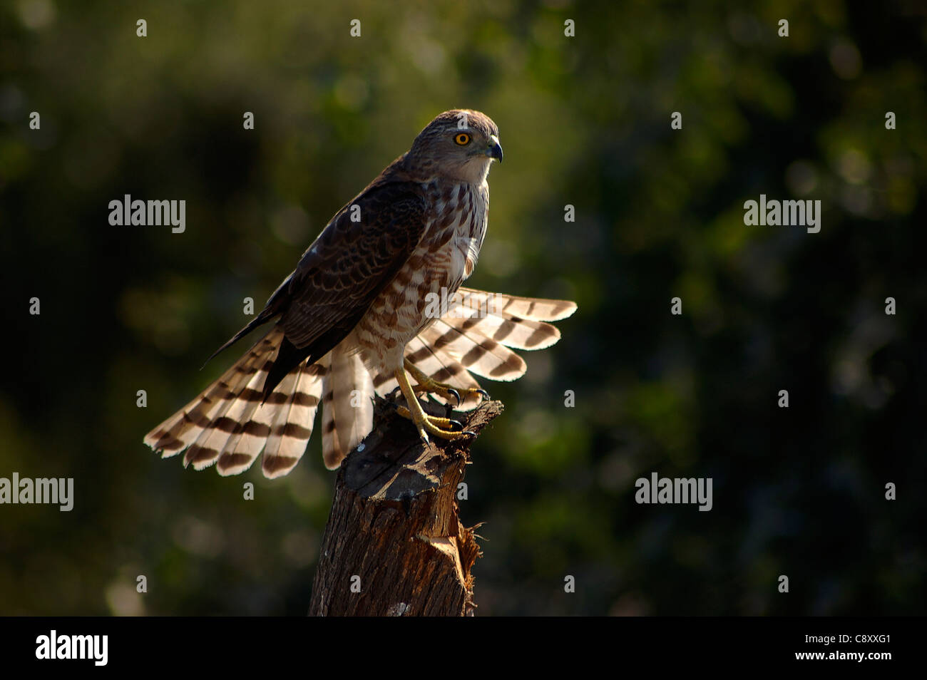 Female Shikra (Accipiter badius Stock Photo - Alamy
