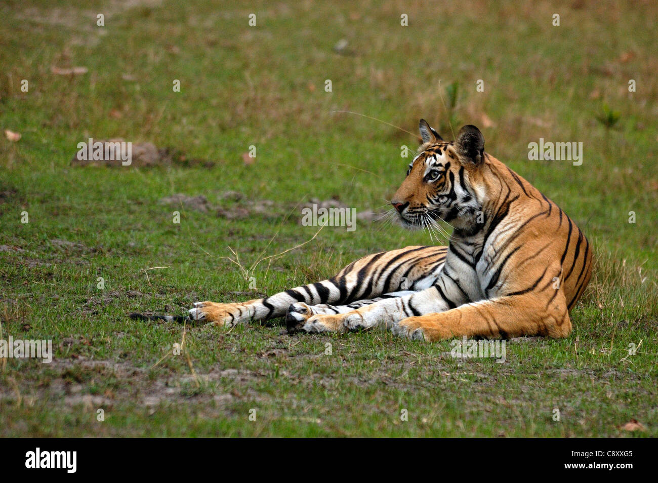 Tigress lying down on a green meadow Stock Photo - Alamy