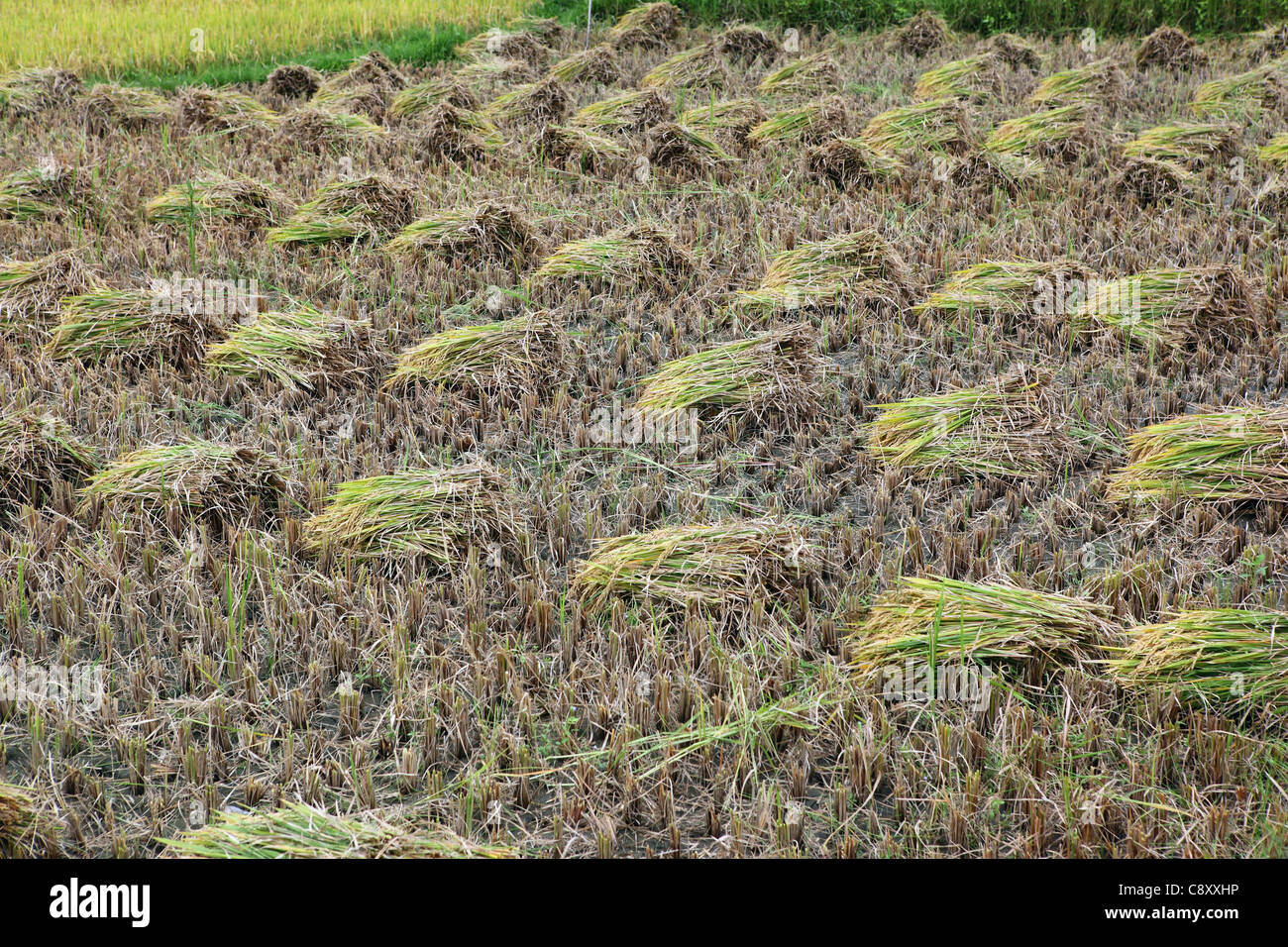Basic commodity asia hi-res stock photography and images - Alamy