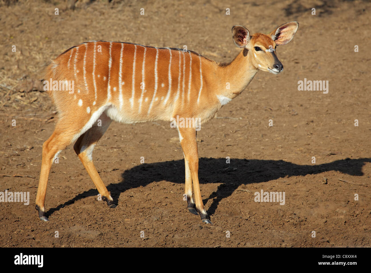 Female Nyala antelope (Tragelaphus angasii), Mkuze game reserve, South ...