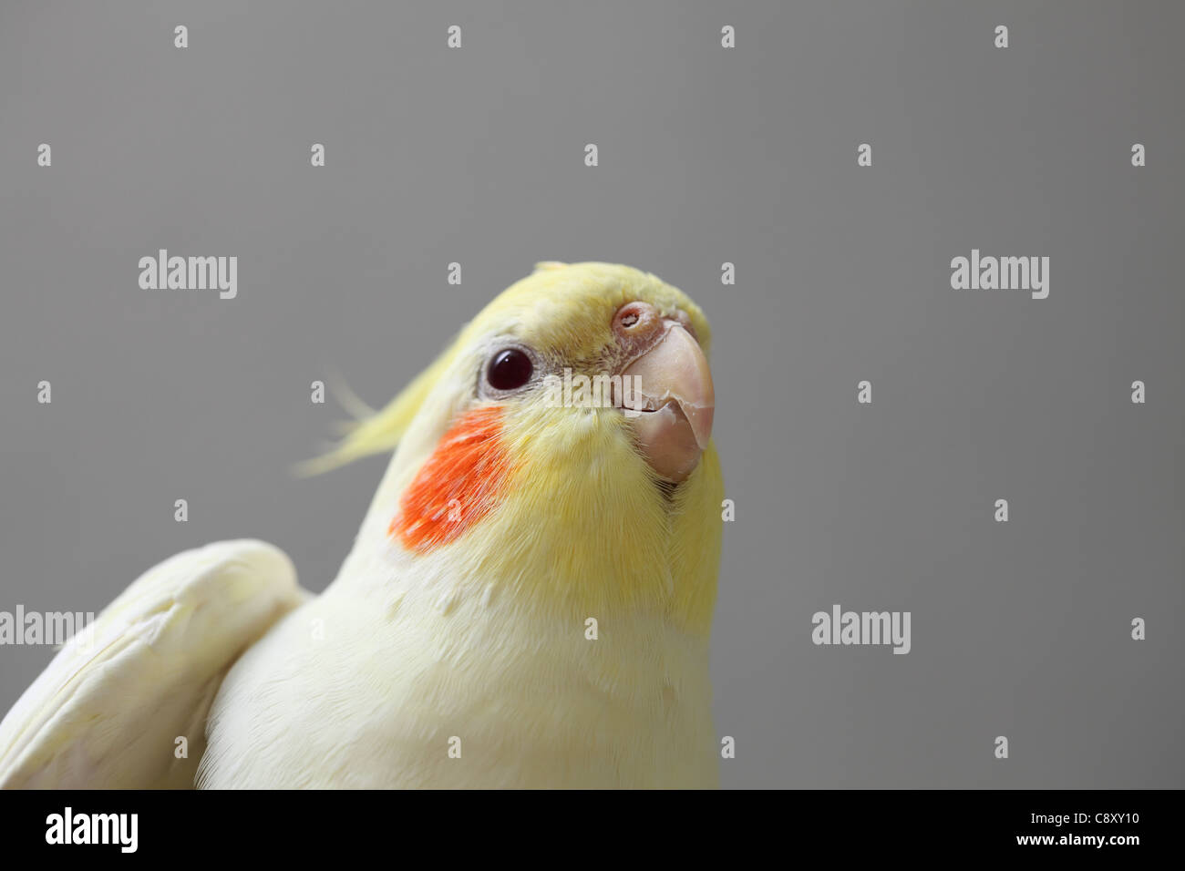 Cheeky Cockatiel parrot in home Stock Photo - Alamy