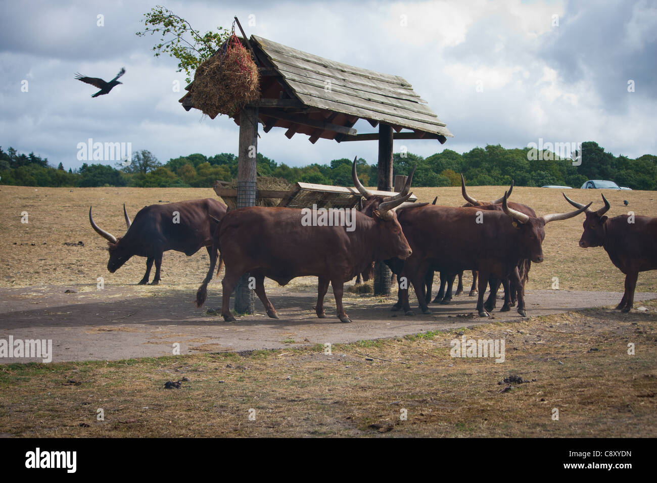 Buffalo zoo animals at a safari park Stock Photo - Alamy