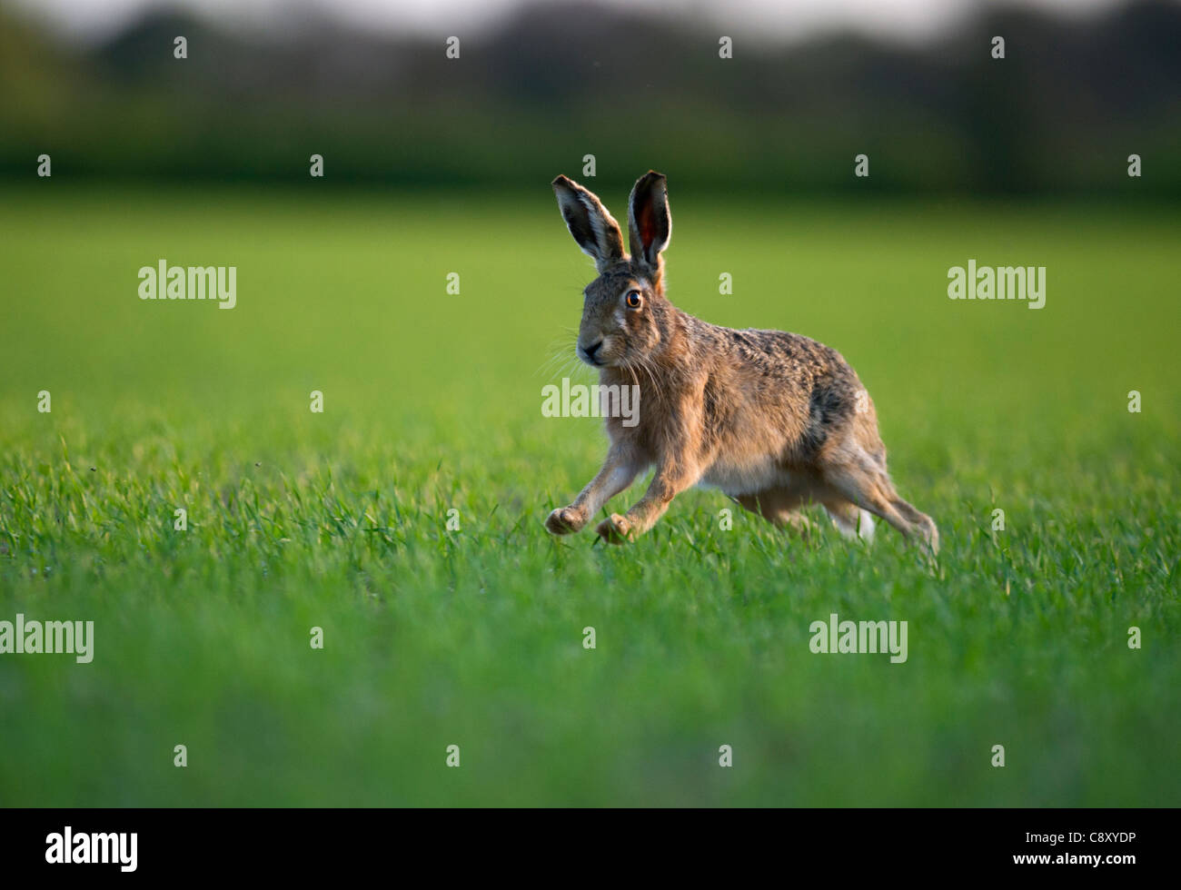 Hare running hi-res stock photography and images - Alamy