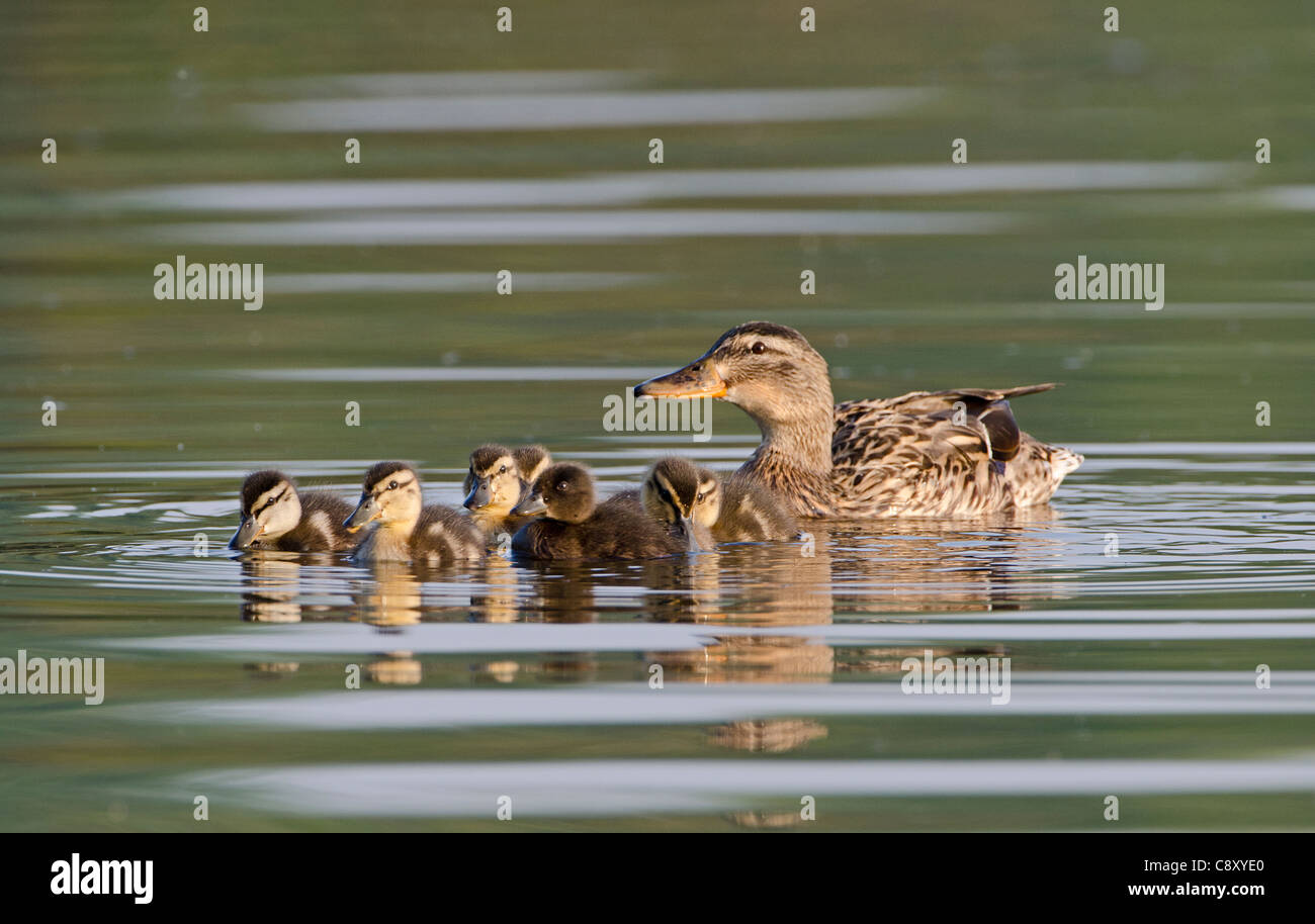 Ducklings hi-res stock photography and images - Alamy