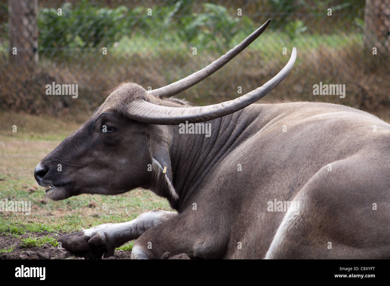 Buffalo zoo animals at a safari park Stock Photo - Alamy