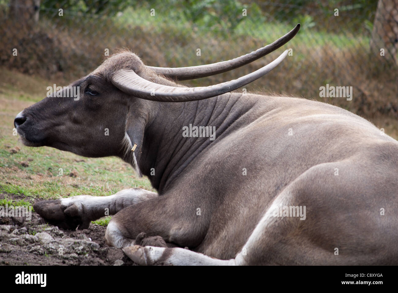 African buffalo animal zoo hi-res stock photography and images - Alamy