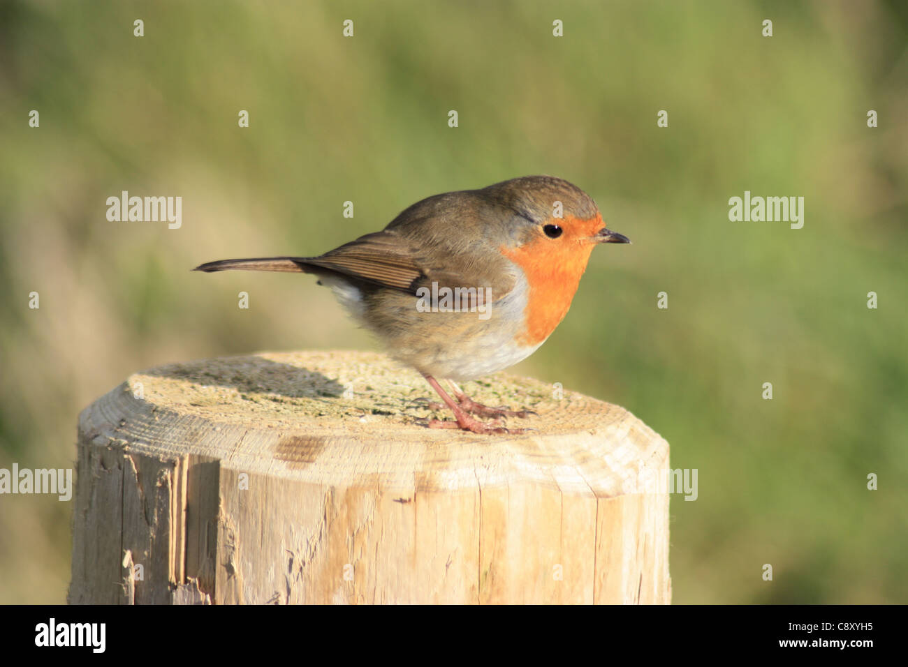 robin red brest Stock Photo - Alamy