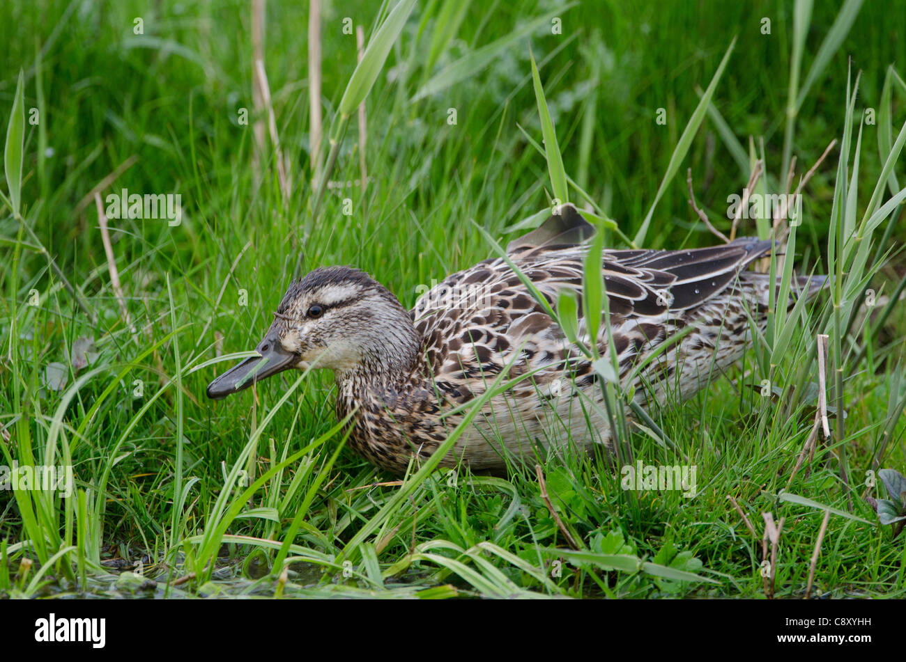 Garganey female duck hi-res stock photography and images - Alamy