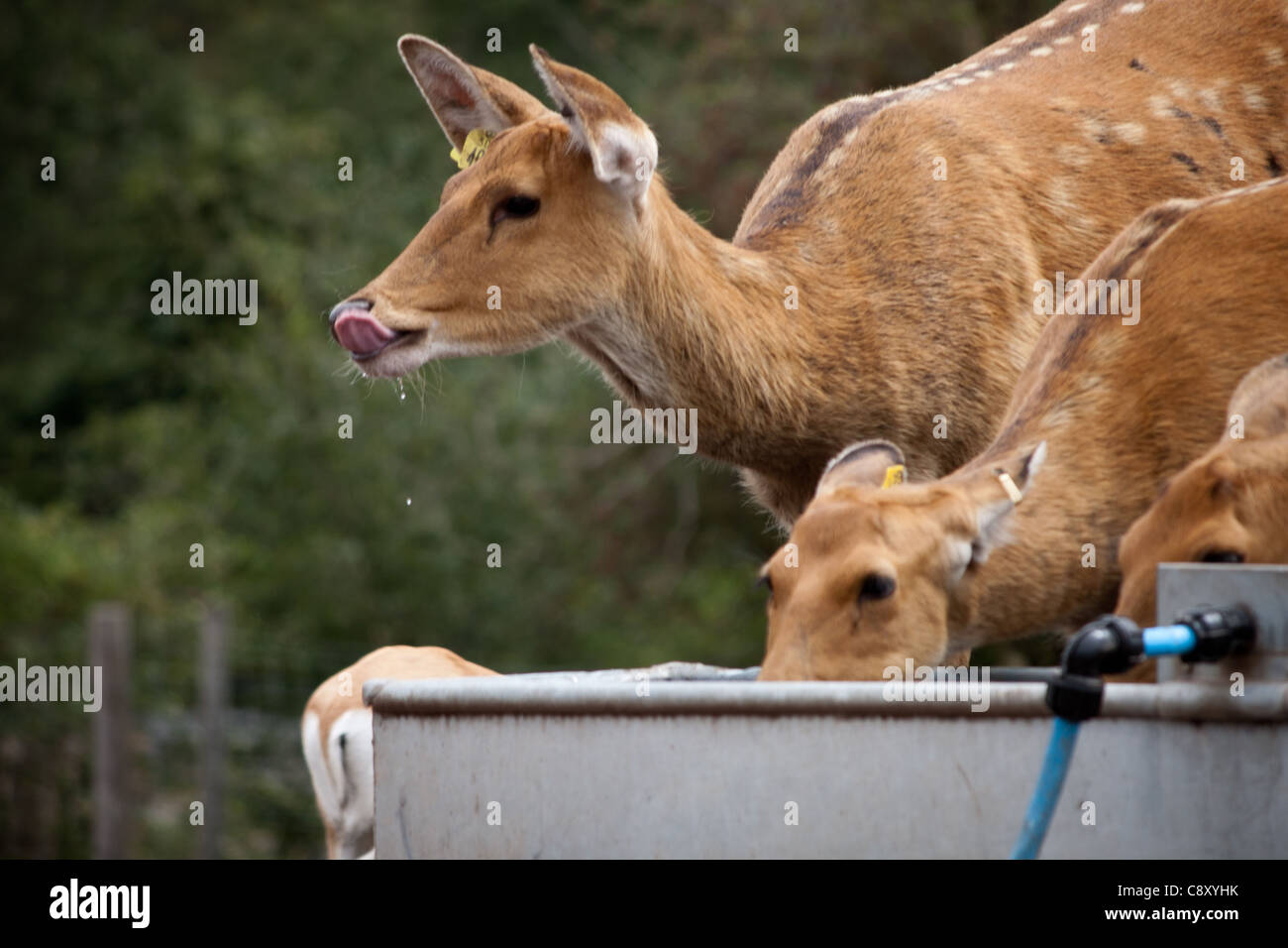 Driving through West Midlands Safari Park, photograph's of all the ...
