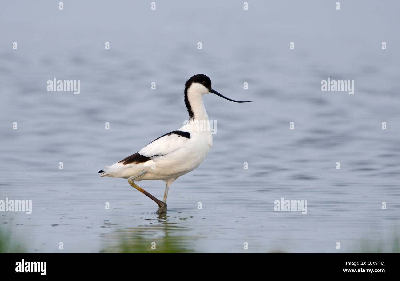Avocet Recurvirostra avosetta Cley Norfolk Stock Photo - Alamy