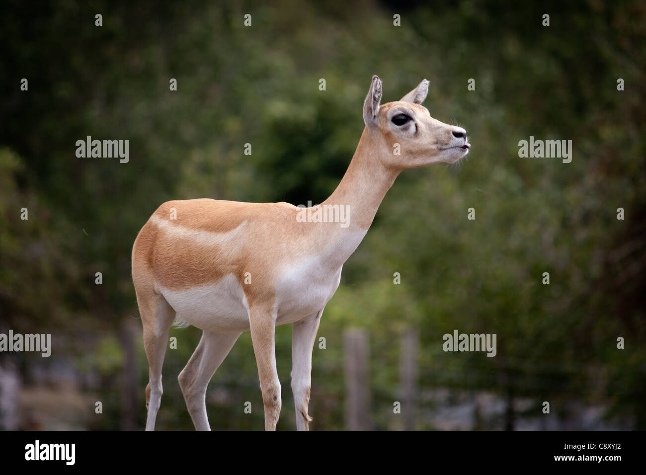 Driving through West Midlands Safari Park, photograph's of all the ...