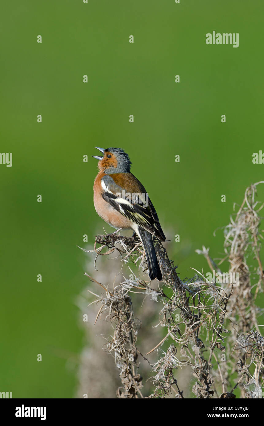 Singing chaffinch hi-res stock photography and images - Alamy